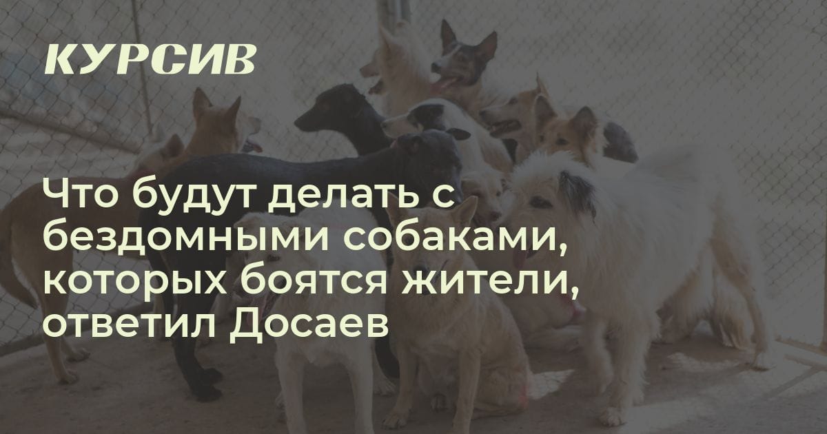 Что будут делать с бездомными собаками в Алматы