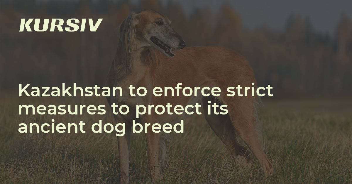 Kazakhstan to enforce strict measures to protect its ancient dog breed ...