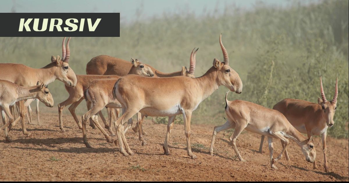Once endangered, saiga antelope now a growing problem for Russian ...