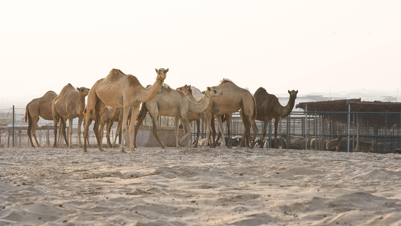 A Kazakh farmer launches a camel milk ice cream brand