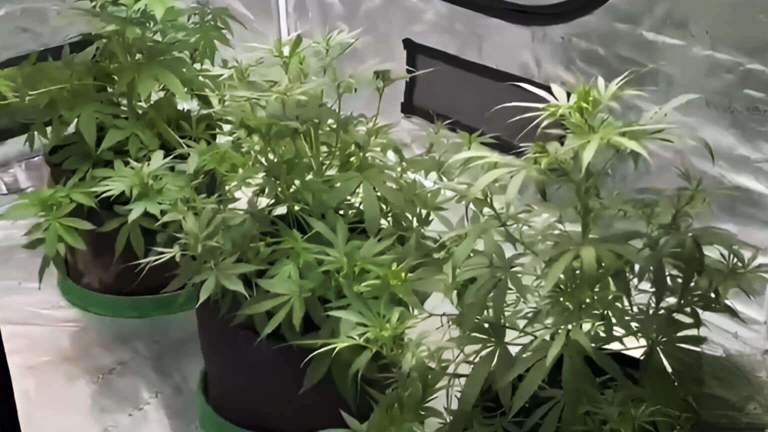 How three bushes of marijuana sparked a debate