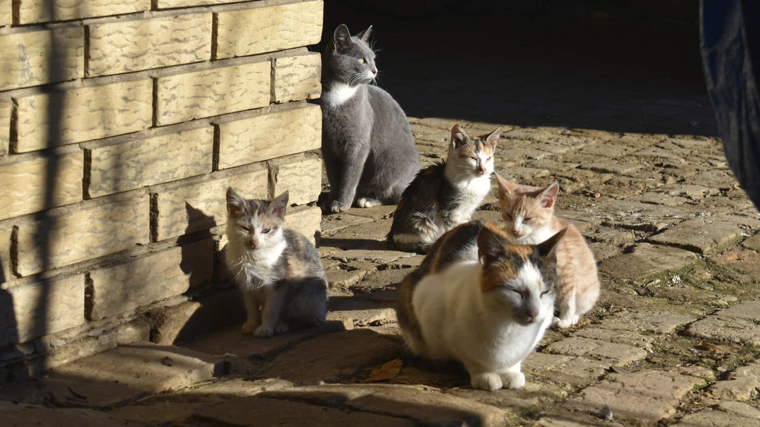 Turkish man shelters stray cats during winter cold wave