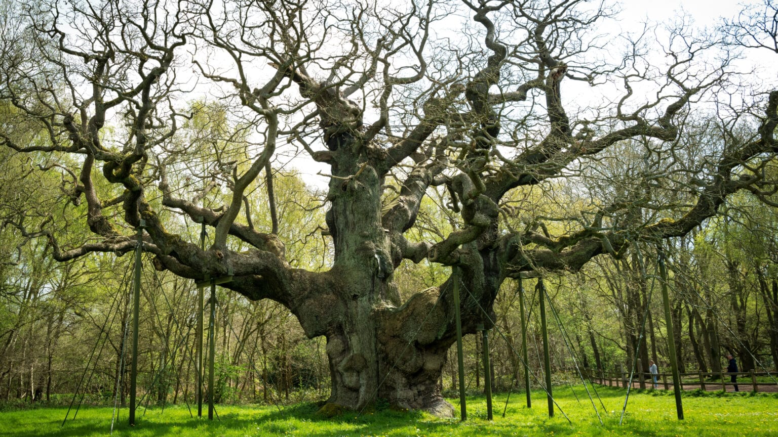 Legendary oak tree in Sherwood Forest dies after 1,200 years