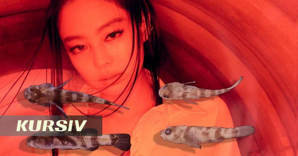 Newly discovered fish species named after BLACKPINK’s Jennie
